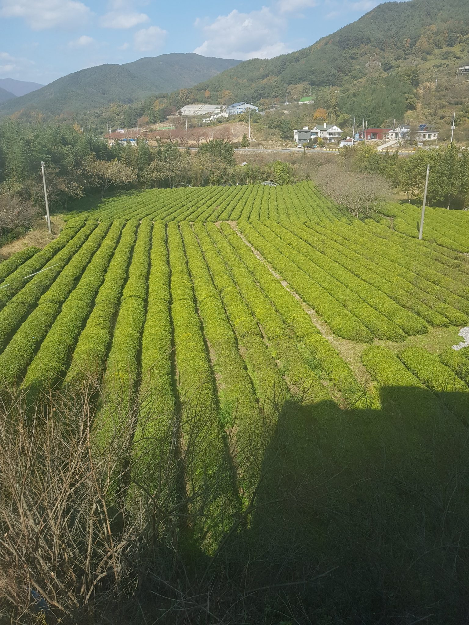 Hadong « A Tea Addict's Journal